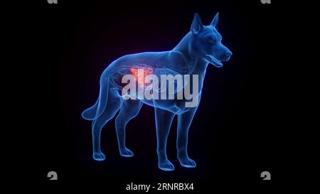 Dog's small intestine, illustration Stock Photo - Alamy
