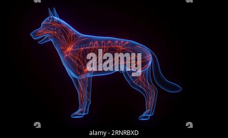Dog's lymphatic system, illustration Stock Photo - Alamy