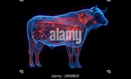 Cattle lymphatic system, illustration Stock Photo - Alamy