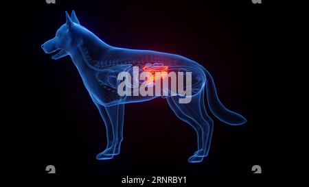 Dog's small intestine, illustration Stock Photo - Alamy