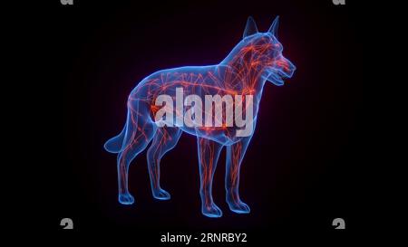 Dog's lymphatic system, illustration Stock Photo - Alamy