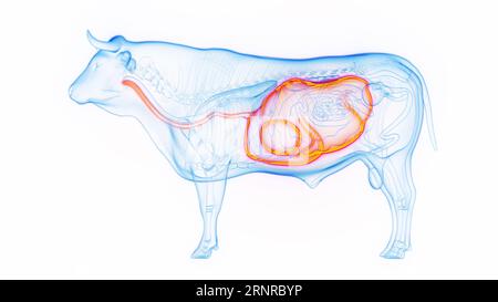 Anatomy of the cow digestion digestive stomach Stock Photo - Alamy