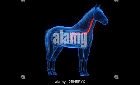 Horse's stomach and esophagus, illustration Stock Photo - Alamy