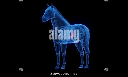 Horse's pancreas, illustration Stock Photo - Alamy