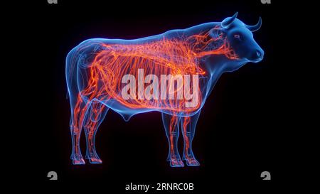 Cow's cardiovascular system, illustration Stock Photo - Alamy