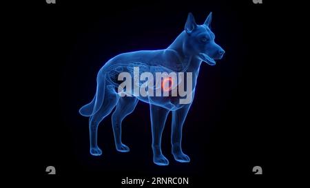Dog's heart, illustration Stock Photo - Alamy