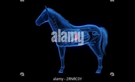 Horse's pancreas, illustration Stock Photo - Alamy