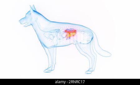 Dog's small intestine, illustration Stock Photo - Alamy