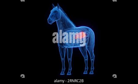 Horse's small intestine, illustration Stock Photo - Alamy
