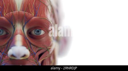 Male facial muscles, illustration Stock Photo - Alamy