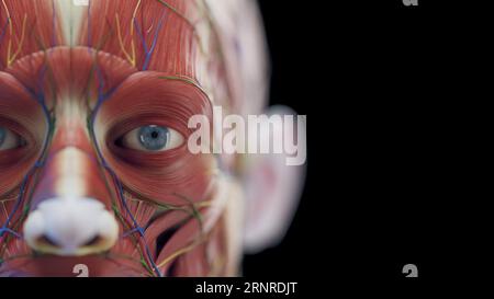 Male facial muscles, illustration Stock Photo - Alamy