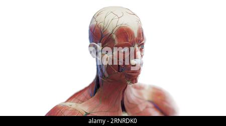 Male head muscles, illustration Stock Photo - Alamy