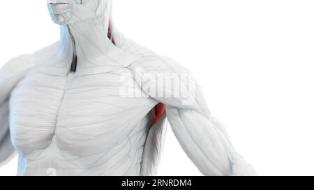 Male chest and arm muscles, illustration Stock Photo - Alamy