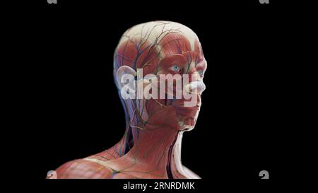 Male head muscles, illustration Stock Photo - Alamy