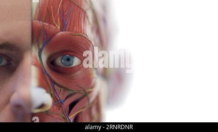 Male facial muscles, illustration Stock Photo - Alamy