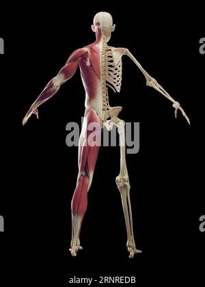 Male muscular and skeletal systems, illustration Stock Photo - Alamy