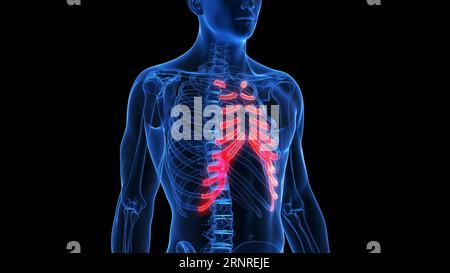 Sternal cartilage, illustration Stock Photo - Alamy