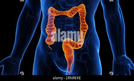 Peristaltic movement of the colon, illustration Stock Photo - Alamy