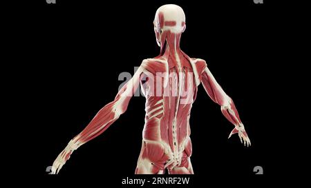 The erector spinae muscles of the human back with skeletal anatomy, on ...