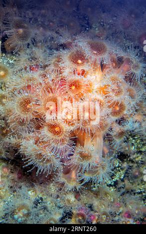 Strawberry corallimorpharian (Corynactis californica). Aquariumphoto ...