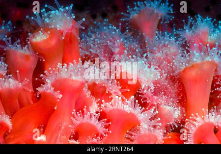 Strawberry corallimorpharian (Corynactis californica). Aquariumphoto ...