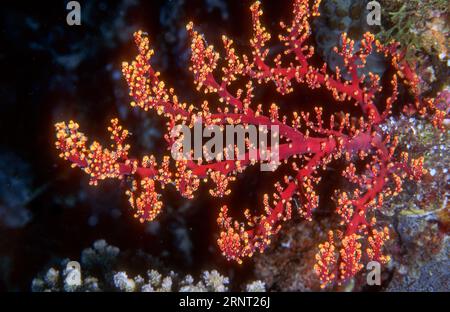 Octocoral from the genus Siphonogorgia (Possibly S. geodeffry ...