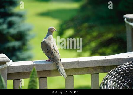 Mourning Dove on fence rail Stock Photo - Alamy