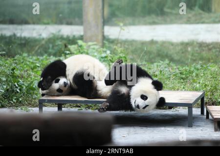 Pandas play in a zoo in southwest China's Chongqing Municipality ...