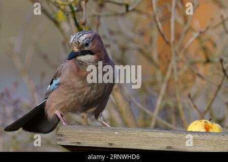 Garrulus glandarius Genus Garrulus Family Corvidae Eurasian Jay wild ...