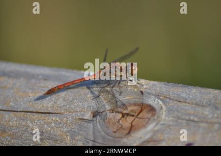 An orange Damselfly resting on wooden with wings wide open Stock Photo ...