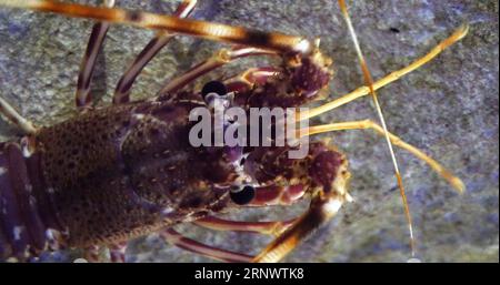 Spiny Lobster, palinurus elephas, Seawater Aquarium in France Stock ...