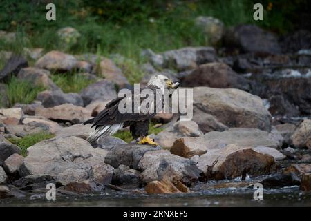 Bald eagle holding a trout, Utah Stock Photo - Alamy