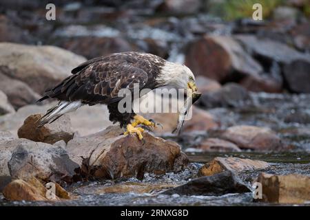 Bald eagle holding a trout, Utah Stock Photo - Alamy