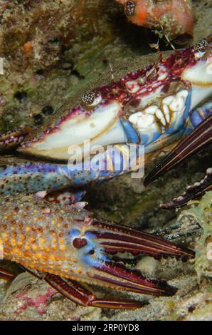 Swimming Crab, Portunus pelagicus, night dive, TK3 dive site, Lembeh ...