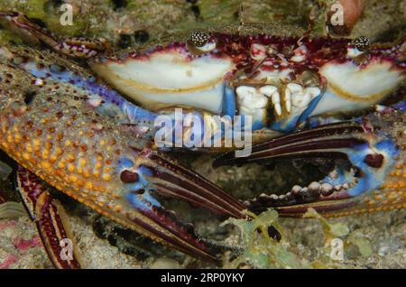 Swimming Crab, Portunus sp, Sapokreng dive site, night dive, Dampier ...