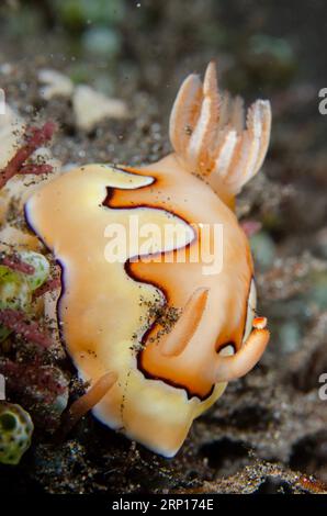 Co's Chromodoris Nudibranch, Goniobranchus coi, Plateau dive site ...