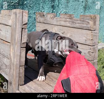 Beautiful angry dog staffordshire bull terrier. Blue american ...