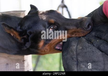 Angry Aggressive dog Doberman Pinscher grabs criminal's clothes ...