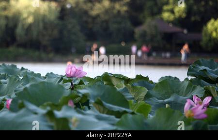 Lotus flowers bloom at the Slender West Lake scenic area in Yangzhou ...
