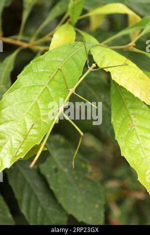 Chengdu, Sichuan, China. Insects on sticks at local Chinese market ...
