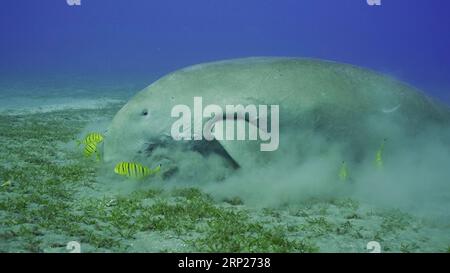 Sea Cow (Dugong dugon) eating algae on seagrass meadow. Dugong ...