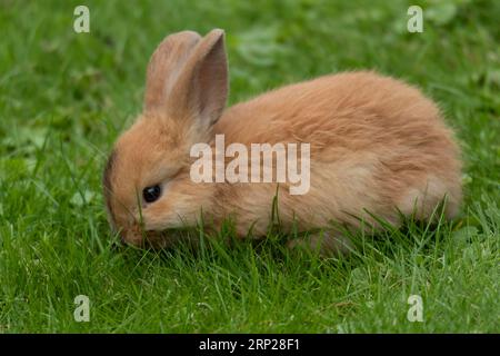 Cute red rabbit feeding on fresh green grass in a summer meadow ...