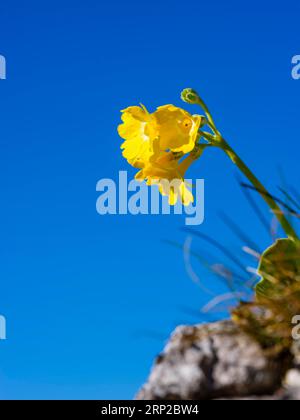 Alpine auricula (Primula auricula), Berchtesgaden National Park ...