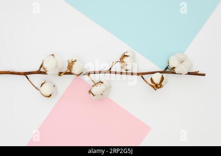Flat lay cotton flowers colourful background Stock Photo - Alamy