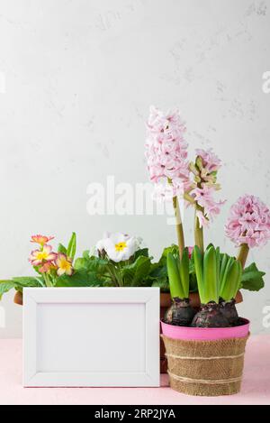 Frame with flower pot hyacinth Stock Photo - Alamy