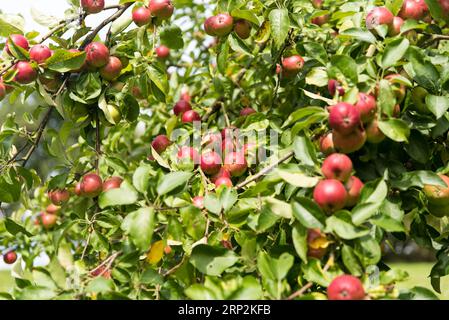 apples on old overloaded trees in red and green Stock Photo - Alamy