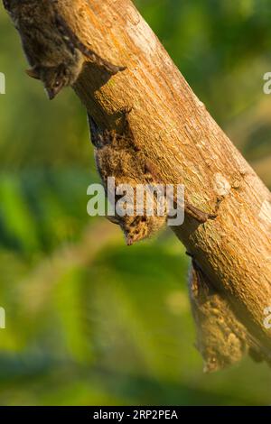 Proboscis bat Rhynchonycteris naso, adults roosting on tree trunk ...