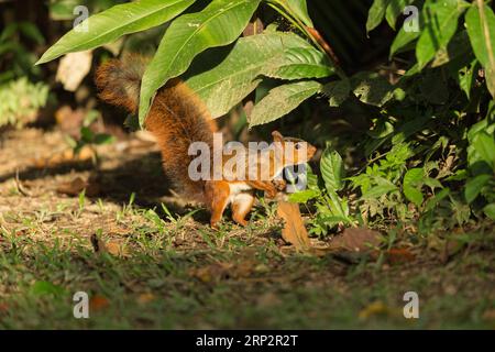 Southern Amazon Red Squirrel (Sciurus spadiceus Stock Photo - Alamy