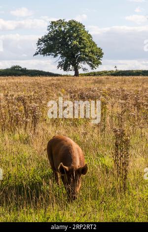 Free range Tamworth pigs of the Wild Ken Hill rewilding project ...