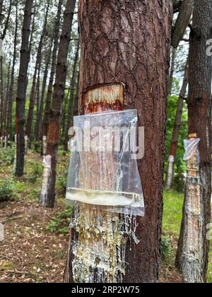 Extraction of natural resin from pine tree trunks in Ovar - Portugal ...